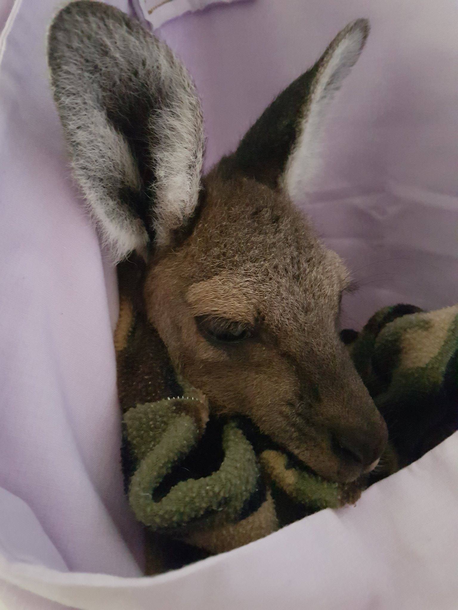 Mammals – Perth Wildlife Rescue Network