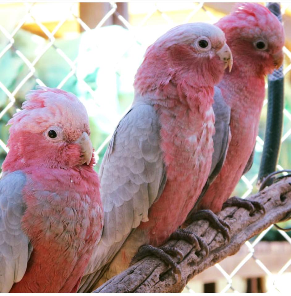 Birds – Perth Wildlife Rescue Network