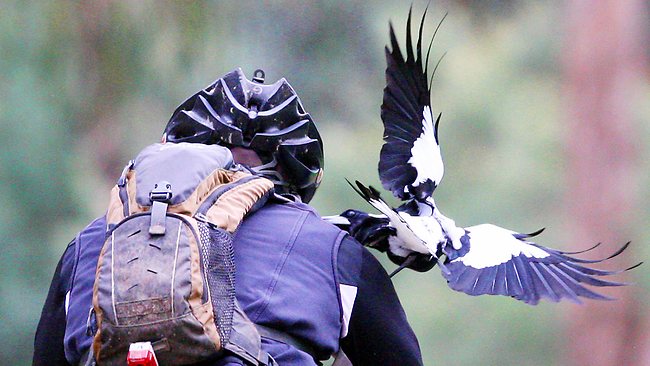 Swooping Magpies – Perth Wildlife Rescue Network