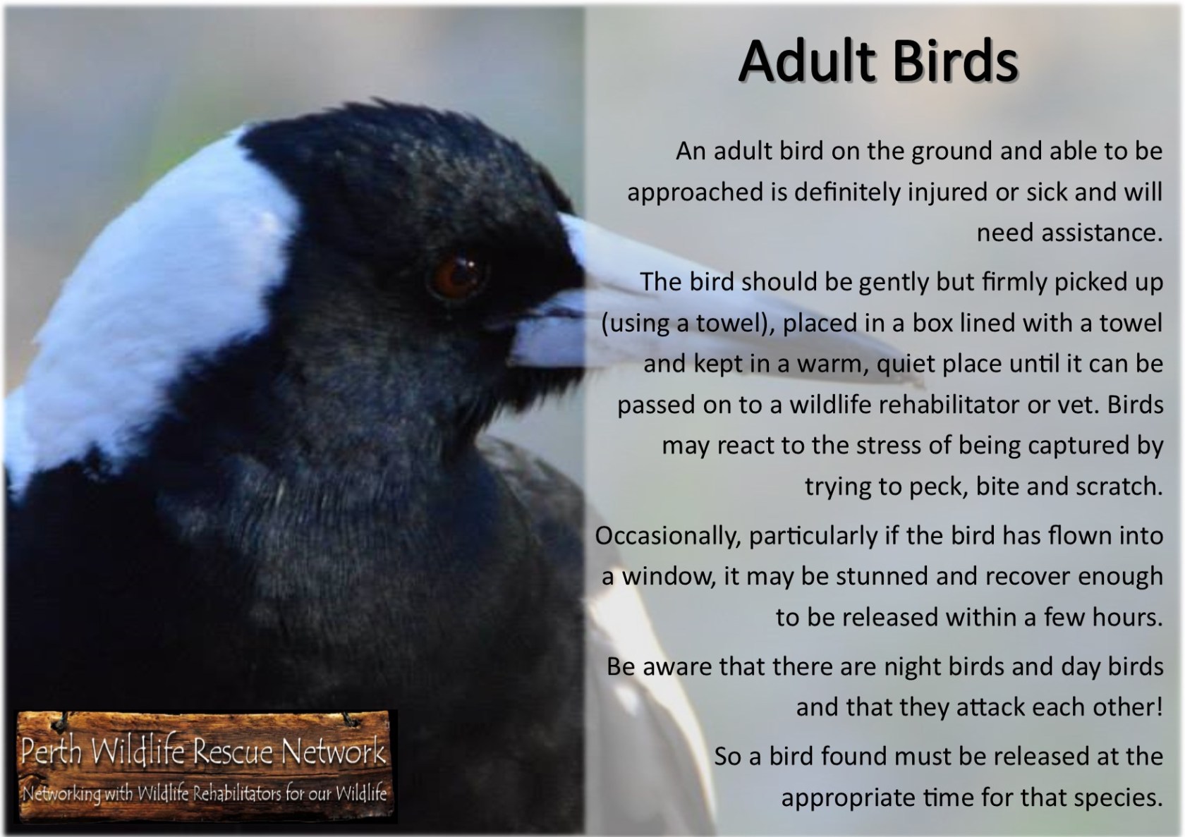 adult birds – Perth Wildlife Rescue Network
