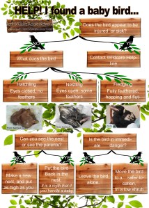 Birds – Perth Wildlife Rescue Network