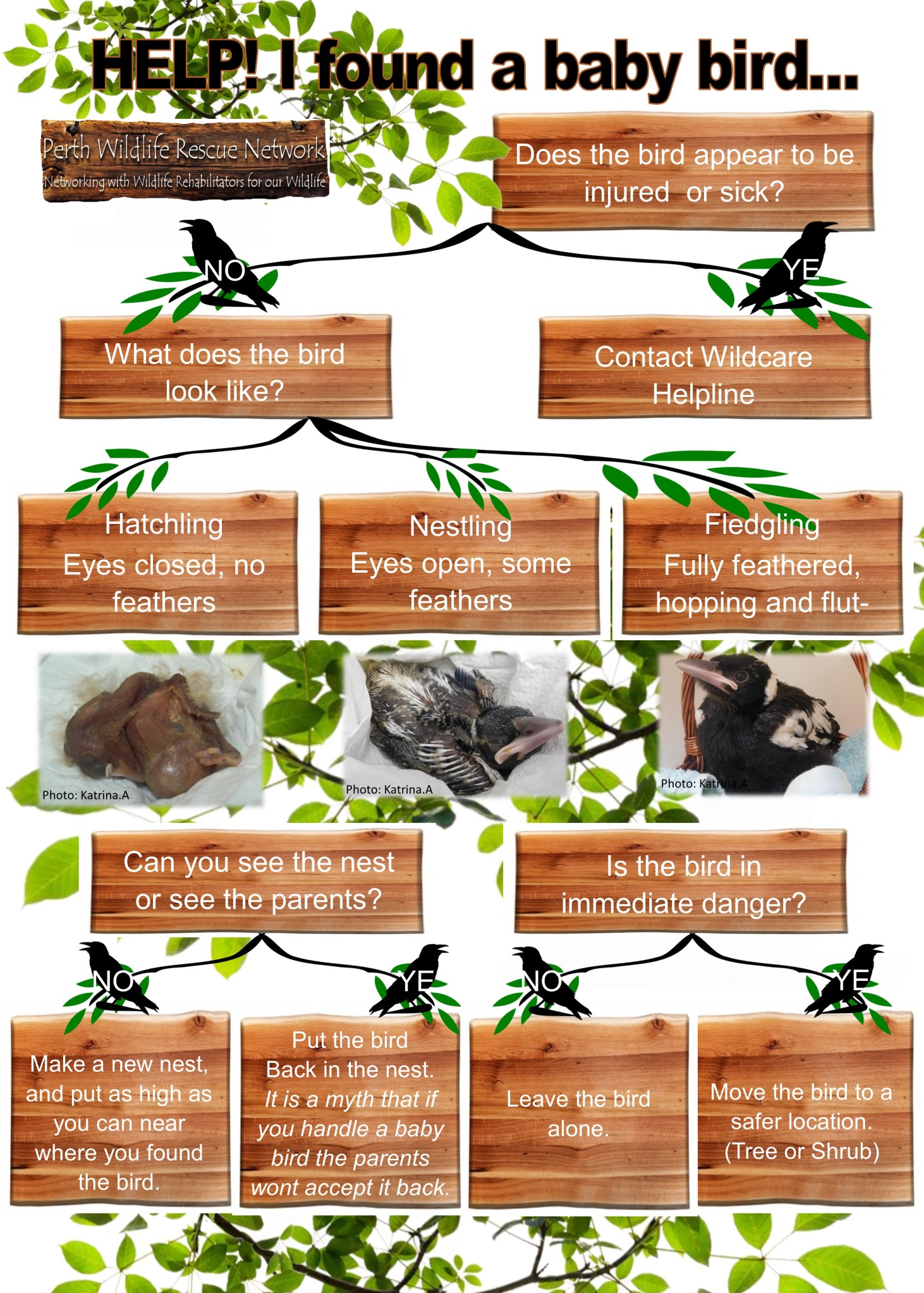 baby bird chart – Perth Wildlife Rescue Network